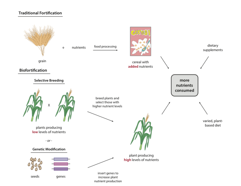 What is Bio-fortification? Some Must Know Basics ! - Public Health Notes