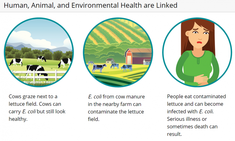 'One Health'- A Multi-dimensional Approach to Health ! - Public Health ...