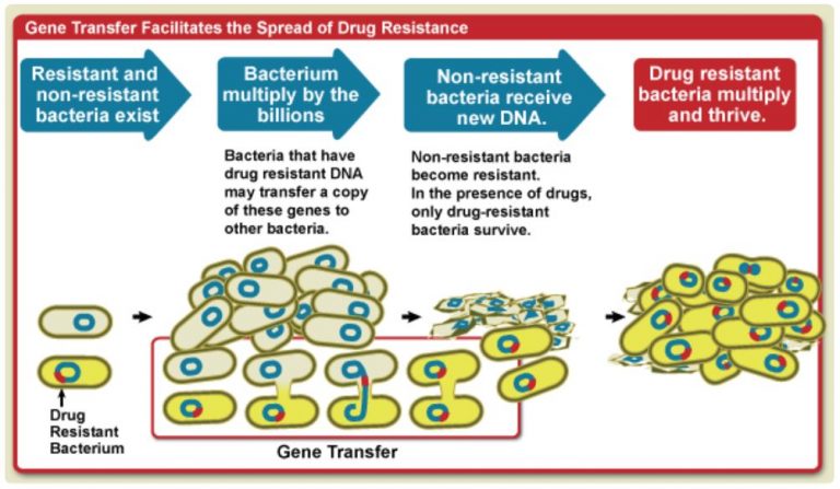 What is Antimicrobial Resistance (AMR)? - Public Health Notes
