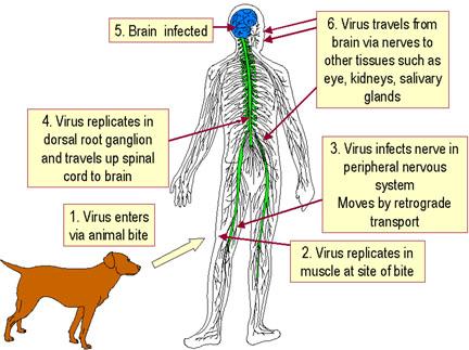 Rabies: Key Facts, Transmission, Incubation Period, Symptoms ...