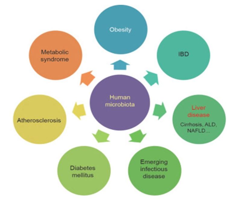 Microbiota: Functions, Advantages, Factors & Improvement Techniques ...