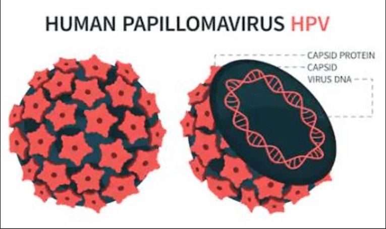 Human Papilloma Virus (HPV): Transmission, Symptoms, Diagnosis ...