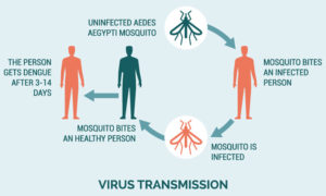Dengue: Causes, Symptoms, Prevention & Treatment - Public Health Notes