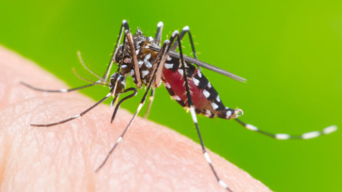 Dengue: Causes, Symptoms, Prevention & Treatment - Public Health Notes